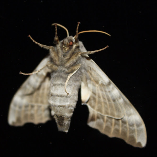 One-eyed Sphinx Moth | Project Noah