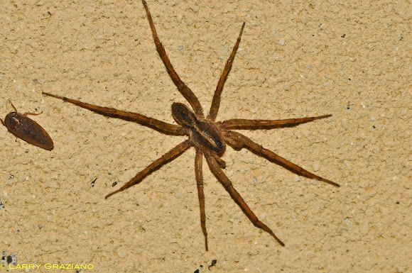 Wolf Spider | Project Noah