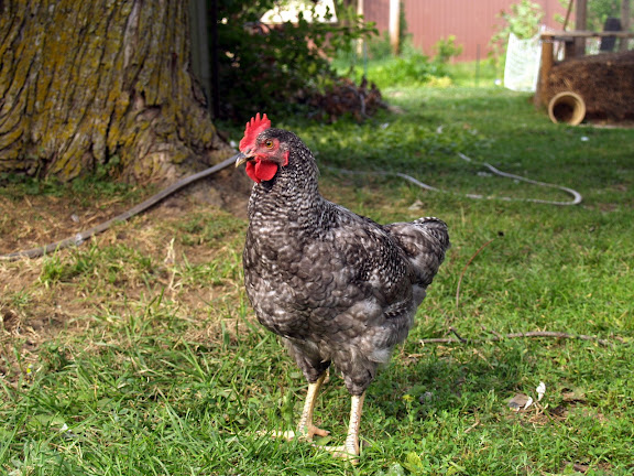 Random chicken pictures :) | BackYard Chickens - Learn How to Raise ...