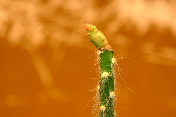 Continuous fails - CactiGuide.com