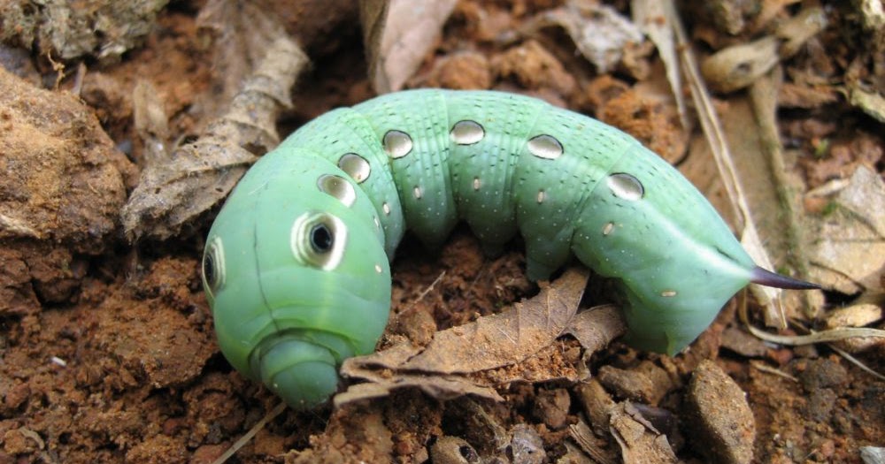 B a r i c h a r e a n d o: gusano o...