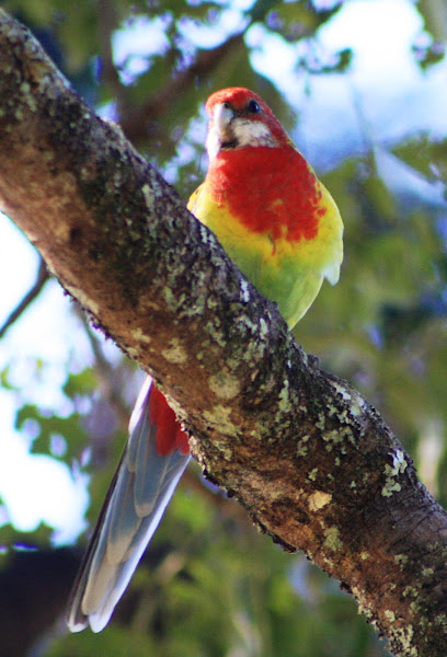 Eastern Rosella | Project Noah