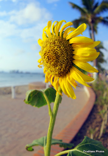Moods of a Sunflower - PentaxForums.com