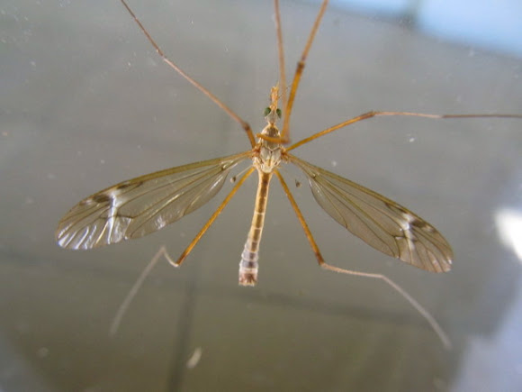 Giant Crane Fly | Project Noah