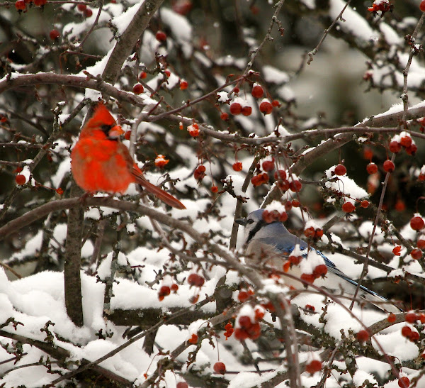 Northern Cardinal | Project Noah