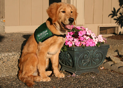 Docker - Guide Dogs for the Blind - Redmond Puppy Raisers