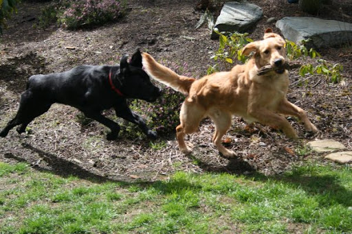 Docker - Guide Dogs for the Blind - Redmond Puppy Raisers