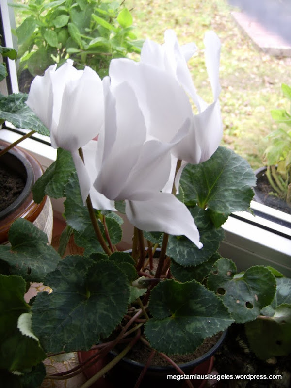 Mano išaugintos gėlės: ciklamenas « Mėgstamiausios gėlės