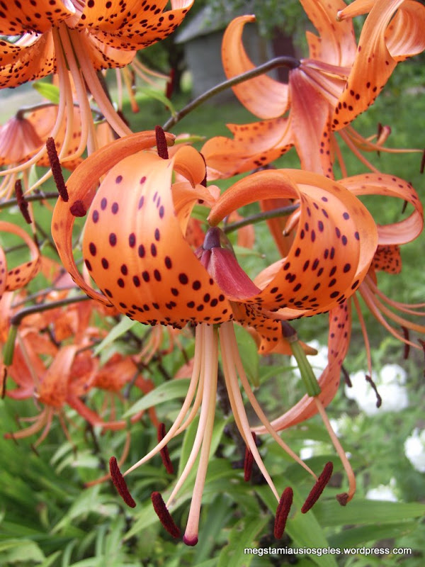 Mano išaugintos gėlės: lelija « Mėgstamiausios gėlės