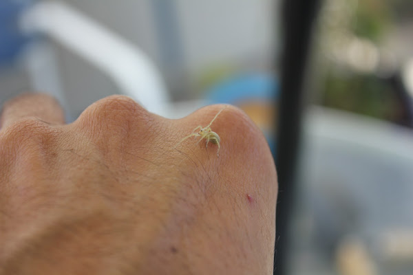 Long-legged Sac Spider | Project Noah