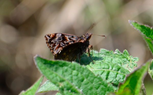 Red studded skipper | Project Noah