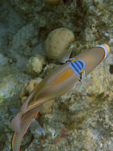 Arabian picasso triggerfish | Project Noah