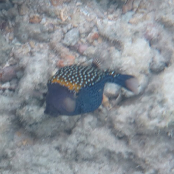 Spotted Boxfish | Project Noah