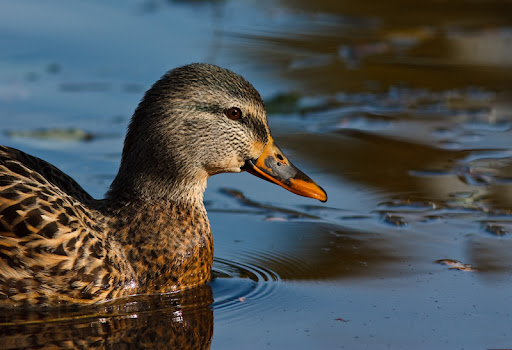 La beauté qui passe par mes yeux.: Colvert femelle.