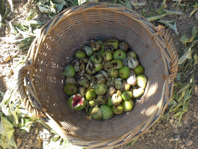 Figues seques i canyissos (i) | De tot un poc... ... i un poc de tot