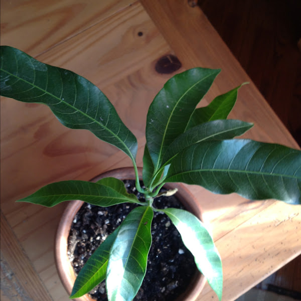 Mango tree | Project Noah