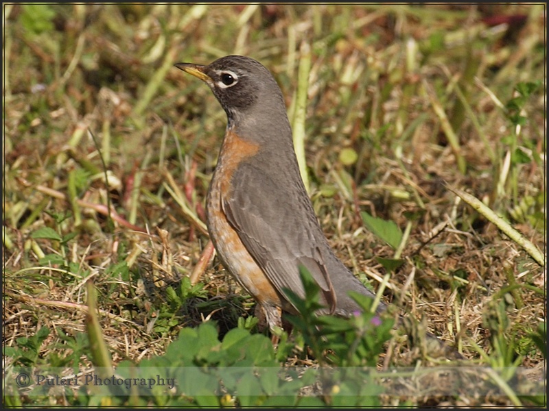 Puteri's Photo Album: Red-breasted Robin