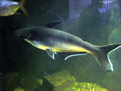 Day 10 – Tulsa Zoo (2): Fish, Reptiles & Amphibians | Zia Rider Blog