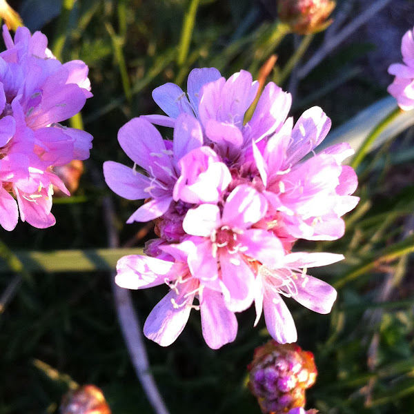 Engels gras | Project Noah