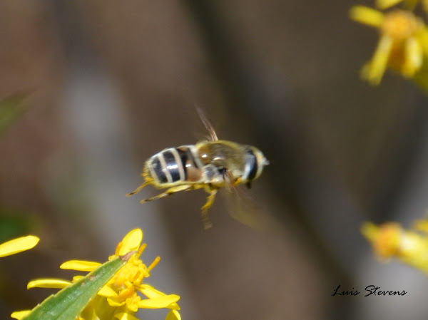 Syrphidae Fly | Project Noah
