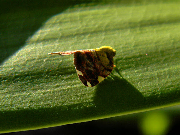 Ricaniid planthopper | Project Noah