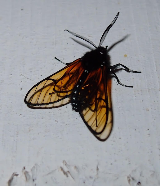Amber Arctiid Moth | Project Noah