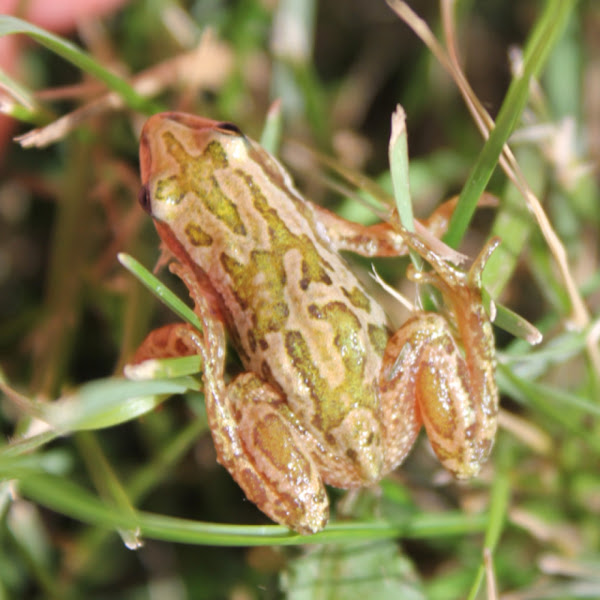 Boreal Chorus Frog | Project Noah