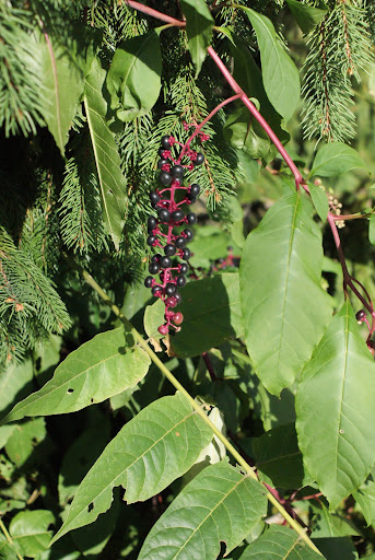 Dyeing with Pokeberries – Osborn Fiber Studio