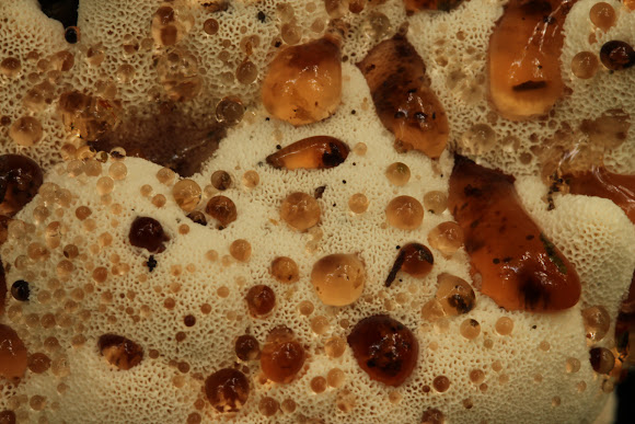 Bleeding Tooth Fungus | Project Noah