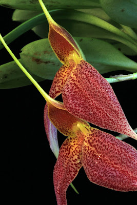 Orchids in Bloom: Masdevallia decumana