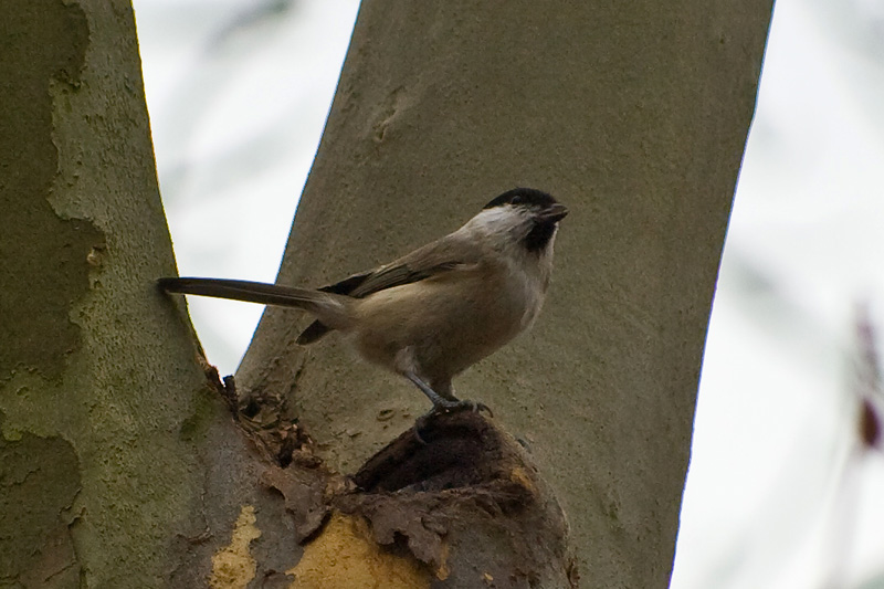 Păsări din Moldova: Încă un oaspete de iarnă — scatiul