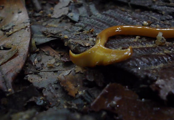 Hammerhead worm | Project Noah