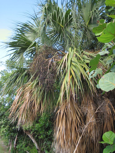 My Abaco mystery - DISCUSSING PALM TREES WORLDWIDE - PalmTalk