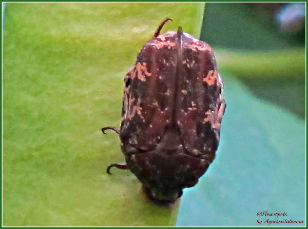 Mango Flower Beetle, Mottled Flower Scarab | Project Noah
