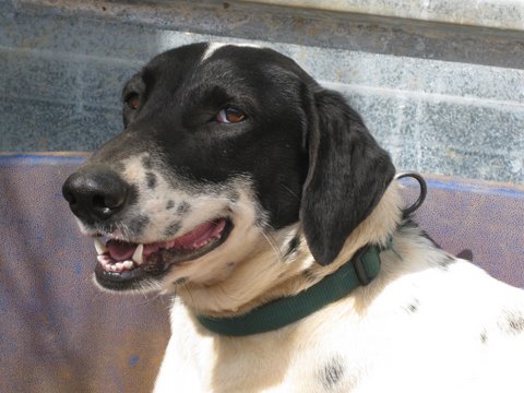 Animales En Adopción (A.E.A) - POPI, preciosa mestiza de dálmata en ...