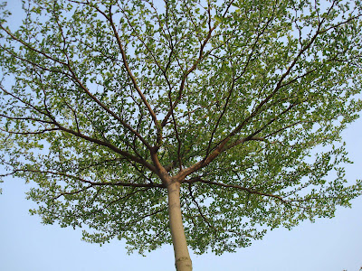 The tree shaped like an umbrella