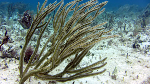 Angular Sea Whip | Project Noah