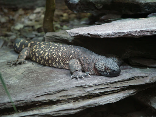 Zoos del Mundo - Monstruos de Gila (Heloderma spp.) - Fotografia