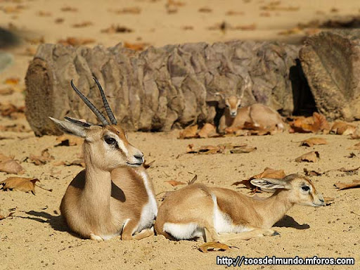 Zoos del Mundo - Gacelas (Gazella spp.) - Fotografia