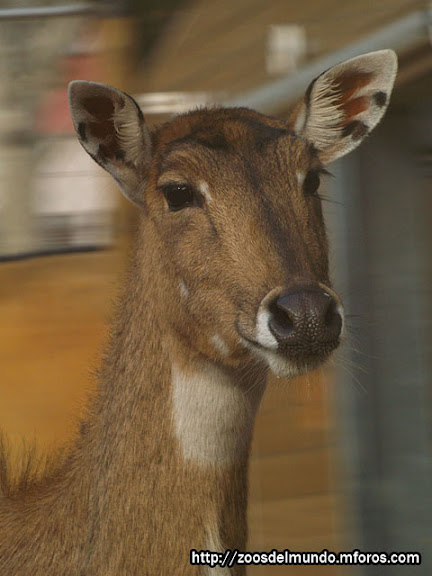 Zoos del Mundo - Nilgo (Boselaphus tragocamelus) - Fotografia