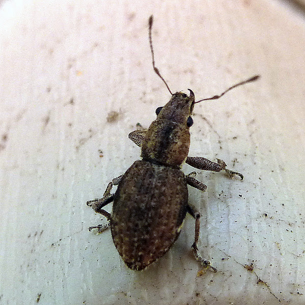 Fuller's Rose Weevil | Project Noah