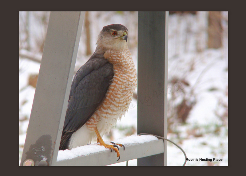 ROBINS NESTING PLACE: Backyard Bird Photography Tips