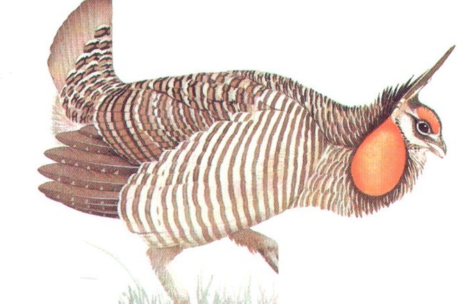 Prairie Chicken Clipart Image