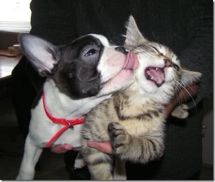 Gatos besandose imagenes - Imagui