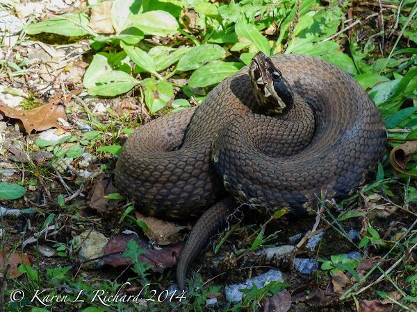 Cottonmouth (adult) | Project Noah