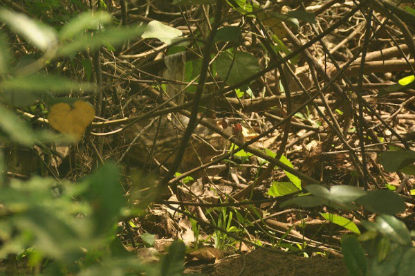 Sri Lankan spotted chevrotain | Project Noah