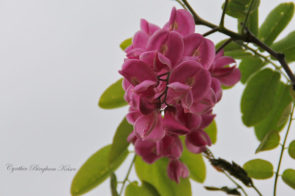 Pink Locust Tree | Project Noah