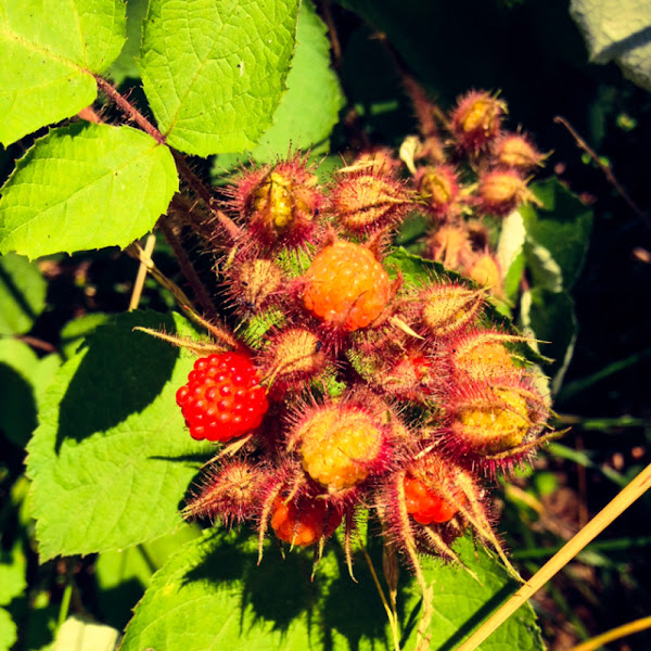Wild raspberries | Project Noah