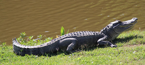 American Alligator | Project Noah