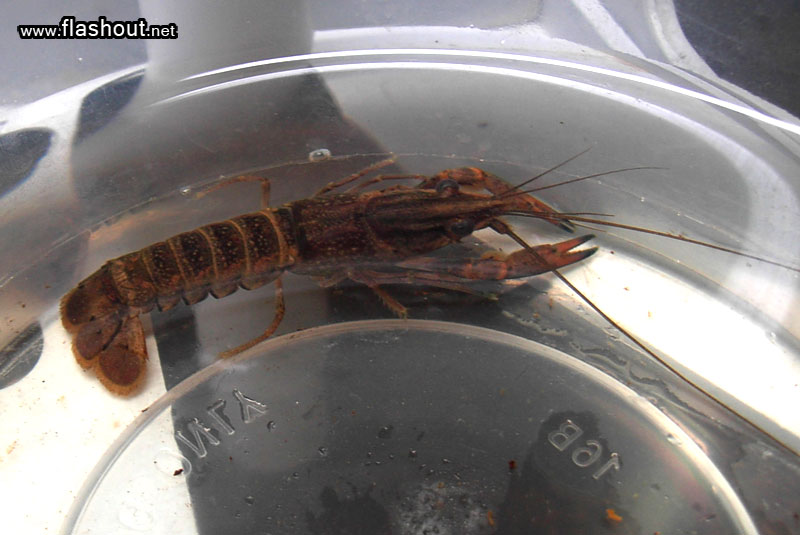 Aquaponics - The future of agriculture in farming and planting: Red ...